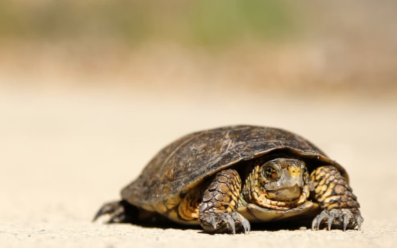 WordPress Plugins That Slow Down Your Website BestWebSoft